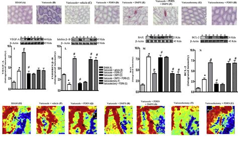 Figure 1 From Activation Of Adenosine A2a Receptors By Polydeoxyribonucleotide Increases