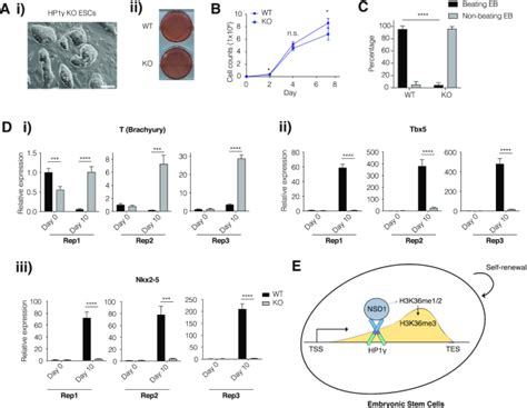 Hp1γ Regulates H3k36 Methylation And Pluripotency In Embryonic Stem Cells Pmc