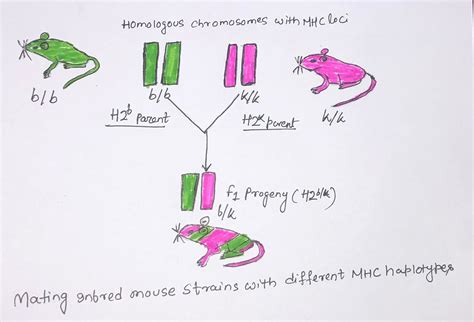 The Expression Of Mhc Genes And Diversity Between Different Mhc Classes Discover Biotech