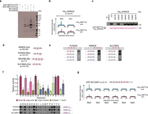 Mettl9 Is A Protein Histidine Methyltransferase That Methylates The Download Scientific Diagram