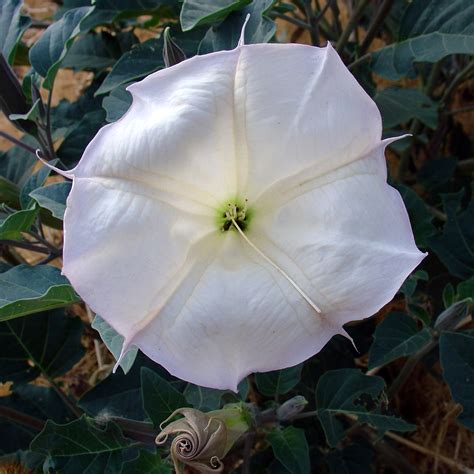 Datura wrightii - Wikipedia