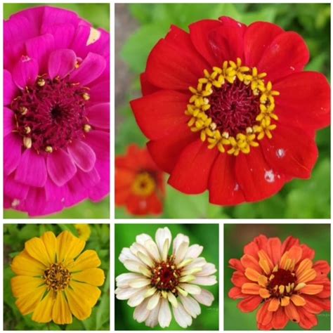 백일홍꽃모종심기 비오기 전에 백일홍꽃모종 심기에 적기입니다 백일홍꽃은 다양한 꽃모양과 다양한 색깔로 조화를 이루어 초여름부터 늦가을까지 100일이라는 상당한 긴기간동안