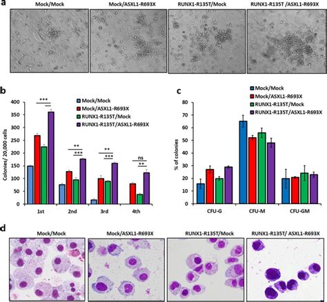 Runx1 Mutations Promote Leukemogenesis Of Myeloid Malignancies In Asxl1 Mutated Leukemia Pmc