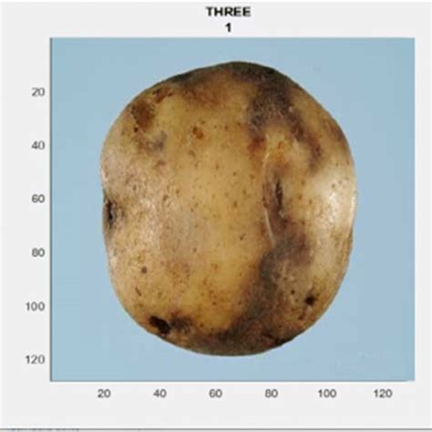 Pdf Potato Diseases Detection And Classification Using Deep Learning Methods Researchgate