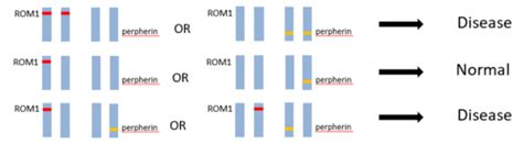Genetics Lecture 13 Patterns Of Inheritance Multifactorial Disorders Flashcards Quizlet