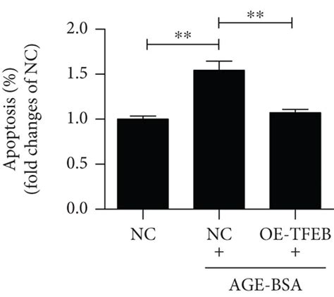 Effect Of Tfeb Overexpression On Lysosomal Clearance Lysosomal Download Scientific Diagram