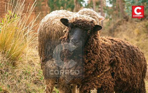 La Tinya El Instrumento Que Será El Protagonista En Las Próximas