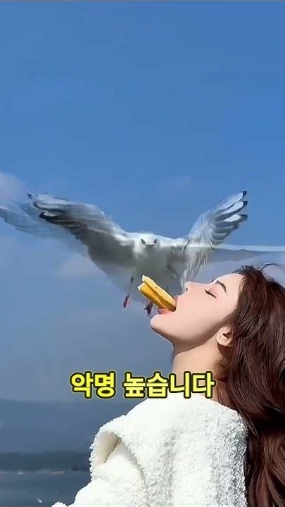 새가 너무 웃겨요 Youtube