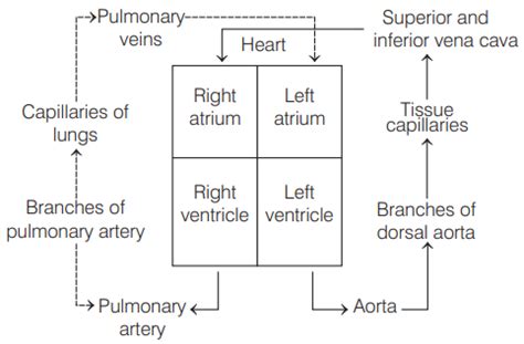Explain Double Circulation With The Help Schematic Diagram Filo