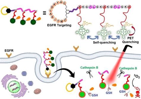 用于精确光动力治疗的肿瘤靶向双刺激激活光动力分子信标 Chemistry A European Journal X Mol