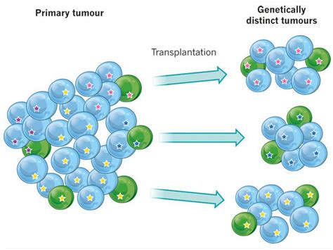 细胞增殖图册 360百科