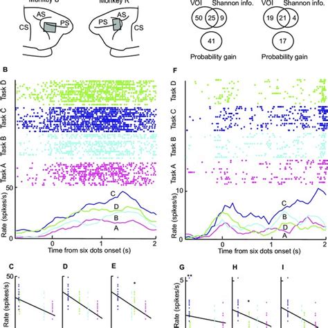 Neural Activity Of The Prefrontal Cortex A Sampled Regions Gray
