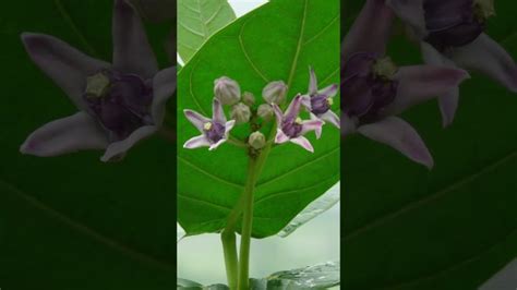 Sneha Tondary On Linkedin శివ భక్తి లేకుంటే ఏమవుతుంది Sri Chaganti Koteshwara Rao Speech On Lord