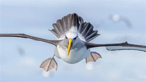 Help The Mountain Pygmy Possum Australian Geographic Society