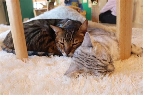 뱅갈 고양이 스노우뱅갈 개냥이 묘종 성격 분양가 네이버 블로그 뱅갈 고양이 스노우뱅갈 개냥이 묘종 성격 분양가 네이버 블로그