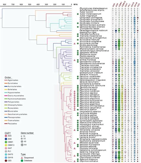 Pdf Large Scale Genome Investigations Reveal Insights Into Domestication Of Cultivated