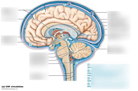 CSF Flow Diagram Quizlet