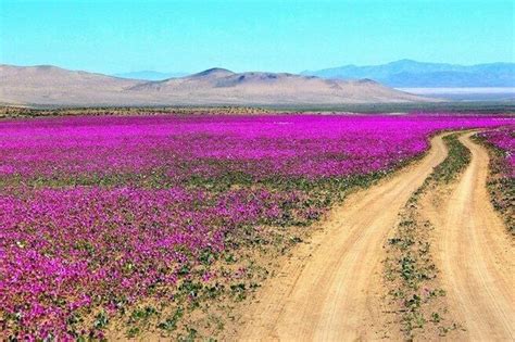 Самая жаркая пустыня в мире зацвела среди зимы Самое сухое место на