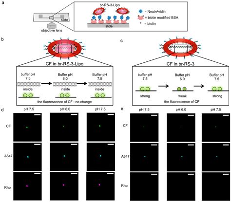 Molecules Free Full Text Controlled Assembly Of Fluorophores Inside A Nanoliposome