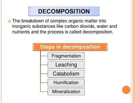 Decomposition Steps Factors Affecting Saprophytes Biology