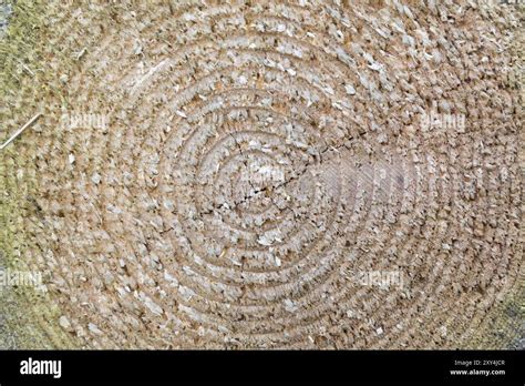 Cross Section Of A Tree Trunk With Annual Rings Stock Photo Alamy