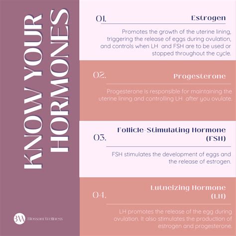 The Menstrual Cycle The 4 Phases And 4 Hormones You Need To Know