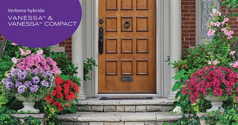 Vanessa Verbena hybrida- EU – Danziger