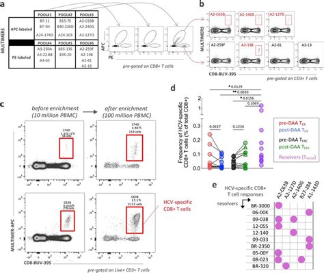 Detection And Frequency Of Hcv Specific Cd8 T Cells A Screening