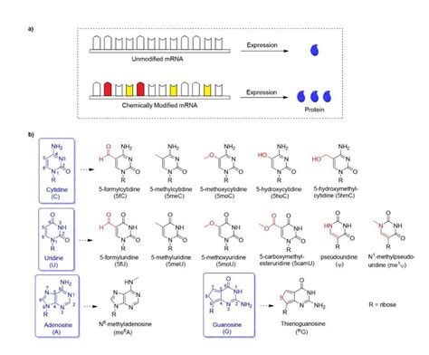 申基生物推出「修饰核苷酸系列产品」赋能mrna疫苗及药物研究创新！ 知乎