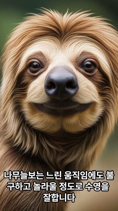 나무늘보의 재미있는 5가지 이야기들 Youtube