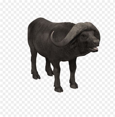 African Buffalo Photo Png Images Background Image Id 36196 Toppng