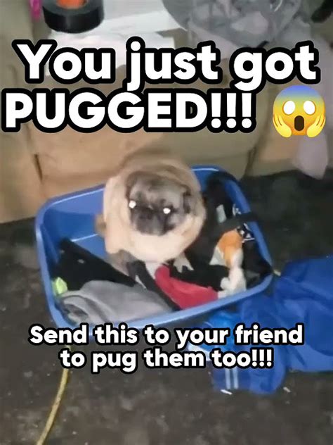You Just Got Pugged Youtube