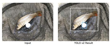 Fish Detection With Modern Deep Learning Object Detection And Semantic Segmentation In A