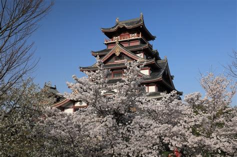 桜満開の京都伏見桃山城伏見十石船 tooniiの写真日記