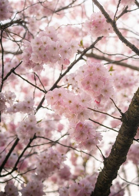 집 밖의 가벼운 계절 고요한 교활한 꽃 꽃무늬 꽃이 만개한 꽃잎 낭만적인 매크로 미묘한 배경을 흐리게 벚꽃 보케 봄 분홍색 사쿠라 섬세한