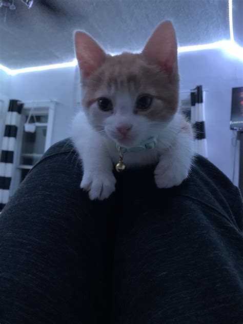 Meet Reggie Scrolller