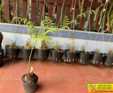 C Y Cu Li L Ng C Y C U T Ch H Nh D Ng X