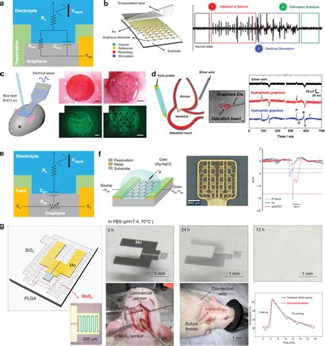 2d Material Based Implantable Biosensor A Schematic Of Surface Download Scientific Diagram