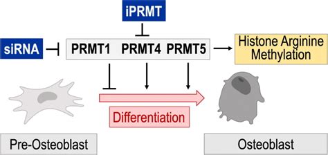 Protein Arginine Methyltransferases Prmt1 Prmt4carm1 And Prmt5 Have