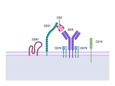Hla Complement System