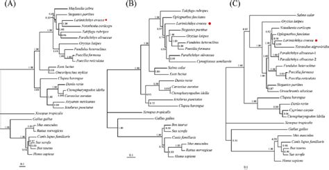 Unconstrained Bayesian Phylogenetic Trees A Bayesian Phylogenetic Download Scientific