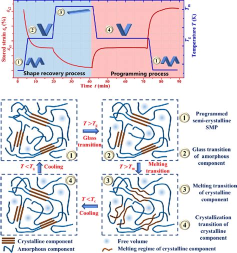 Schematic Illustrations Of Glass And Melting Transitions Of Coexisting Download Scientific