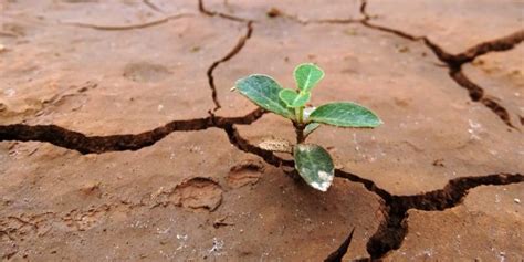 Resiliencia Qué Es Características Desarrollo Y Ejemplos