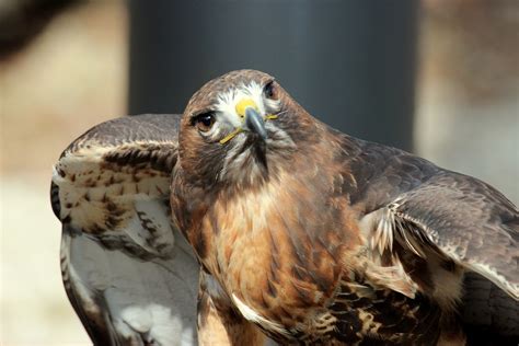 Hawk Bird Animal Free Photo On Pixabay Pixabay