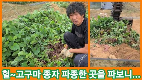 헐~고구마 종자 파종한곳을 파보니 귀농귀촌 전원일기 주말농장 텃밭 Youtube