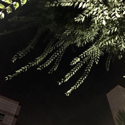 화이트캣 경희대본점 깻잎치킨🌿 바삭한 치킨에 향긋한 깻잎을 입혀서 튀겨낸 깻잎치킨 마늘과 페퍼론치노를 곁들여 느끼한 맛을 싸악 잡아주었어요🥰 특제소스에 찍어