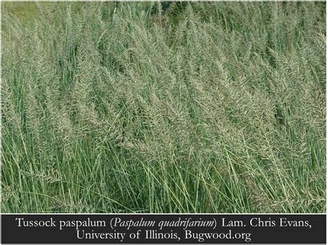 Daftar Gulma Daun Lebar
