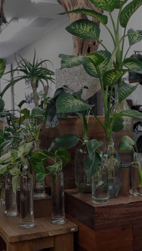 Пин от пользователя Eviebelcher на доске Plants | Настенные цветочные ...