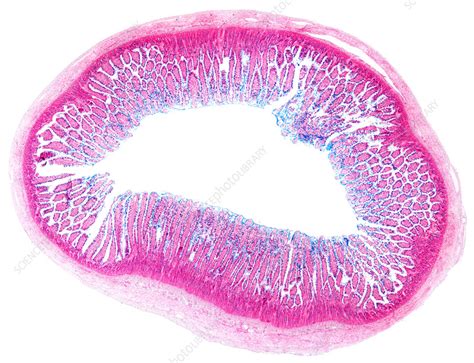 Goblet Cells In Small Intestine Light Micrograph Stock Image C056