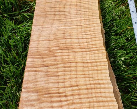 Curly Maple Or Fiddleback Maple 1 Piece B323 Etsy